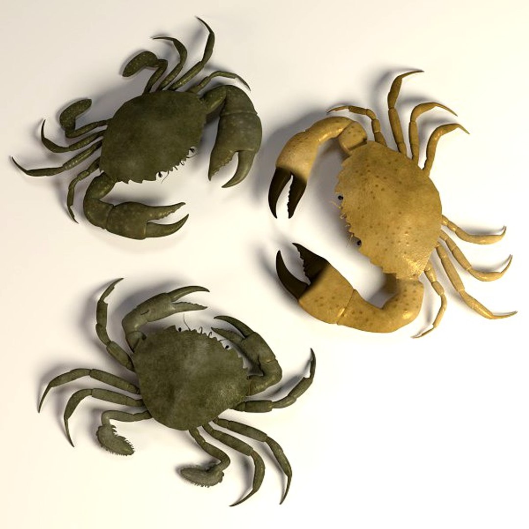 3d crabs model