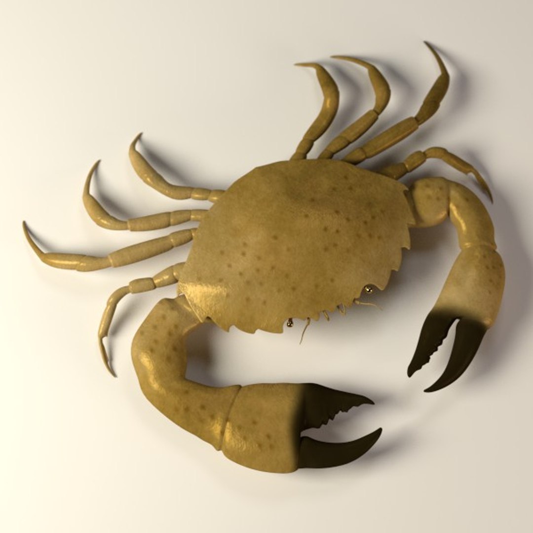 3d crabs model