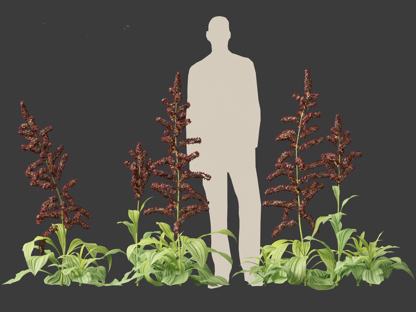 Veratrum Nigrum - Black False Hellebore Model - TurboSquid 2127665