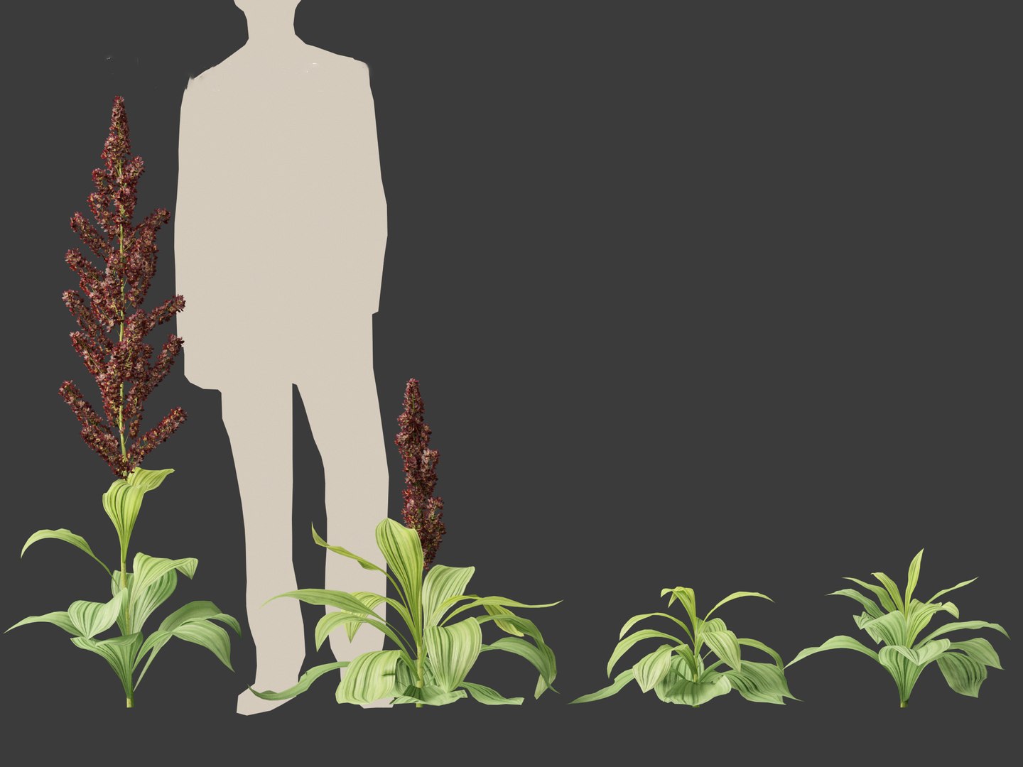 Veratrum Nigrum - Black False Hellebore Model - TurboSquid 2127665