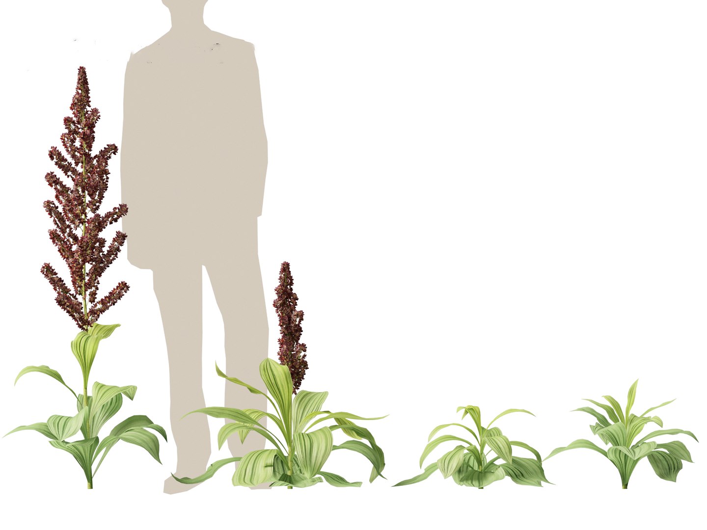 Veratrum Nigrum - Black False Hellebore Model - TurboSquid 2127665