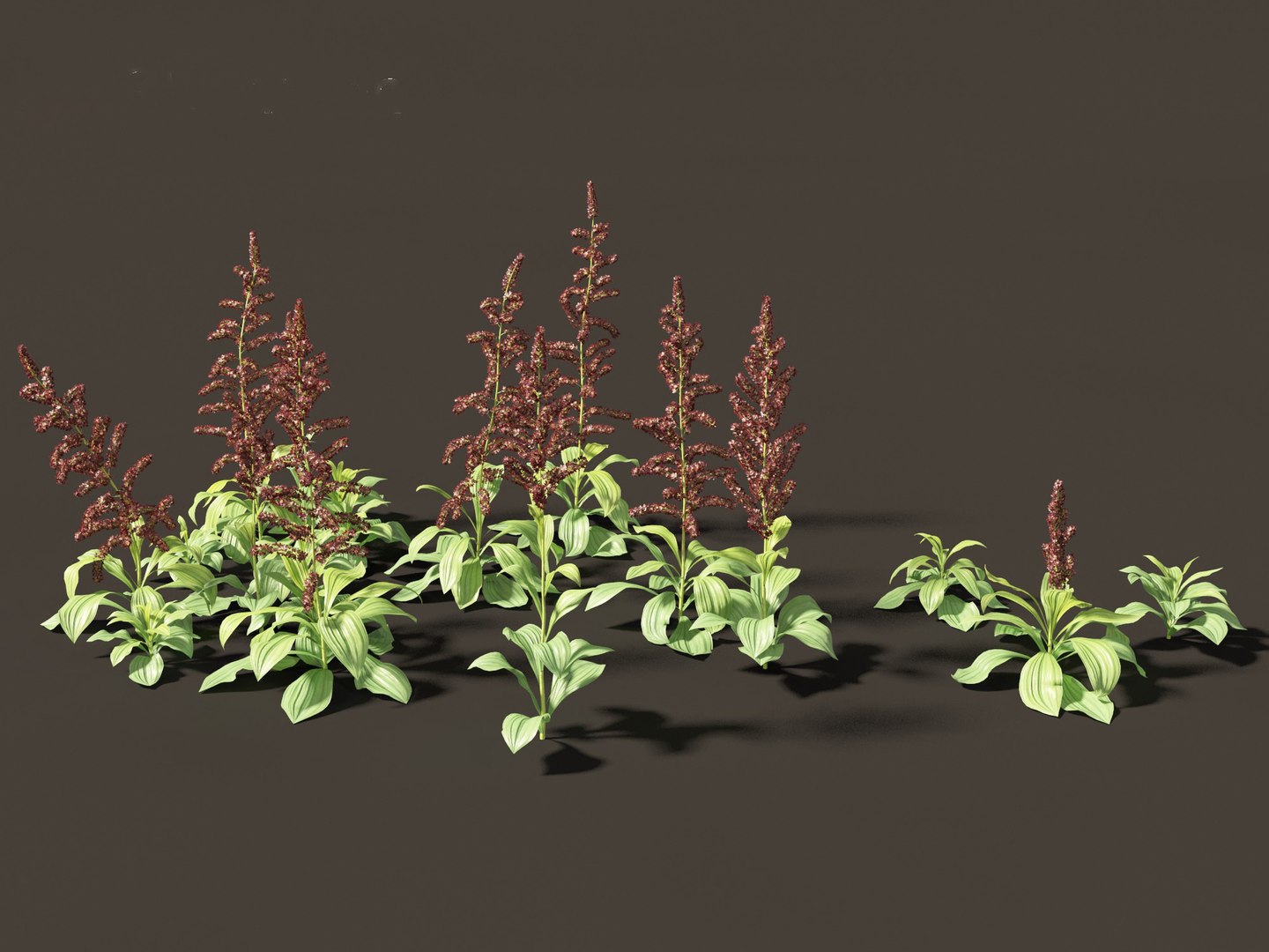 Veratrum Nigrum - Black False Hellebore Model - TurboSquid 2127665