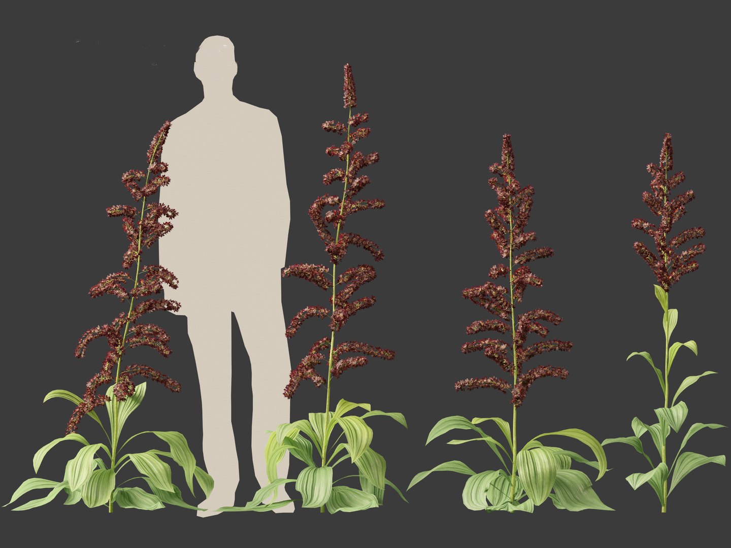 Veratrum Nigrum - Black False Hellebore Model - TurboSquid 2127665