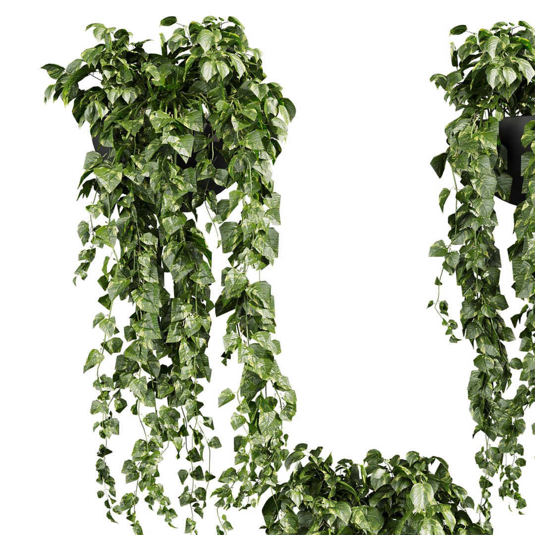Collection Plant Vol 700 - Hanging - Pothos - Araceae 3D Model - TurboSquid 2492394