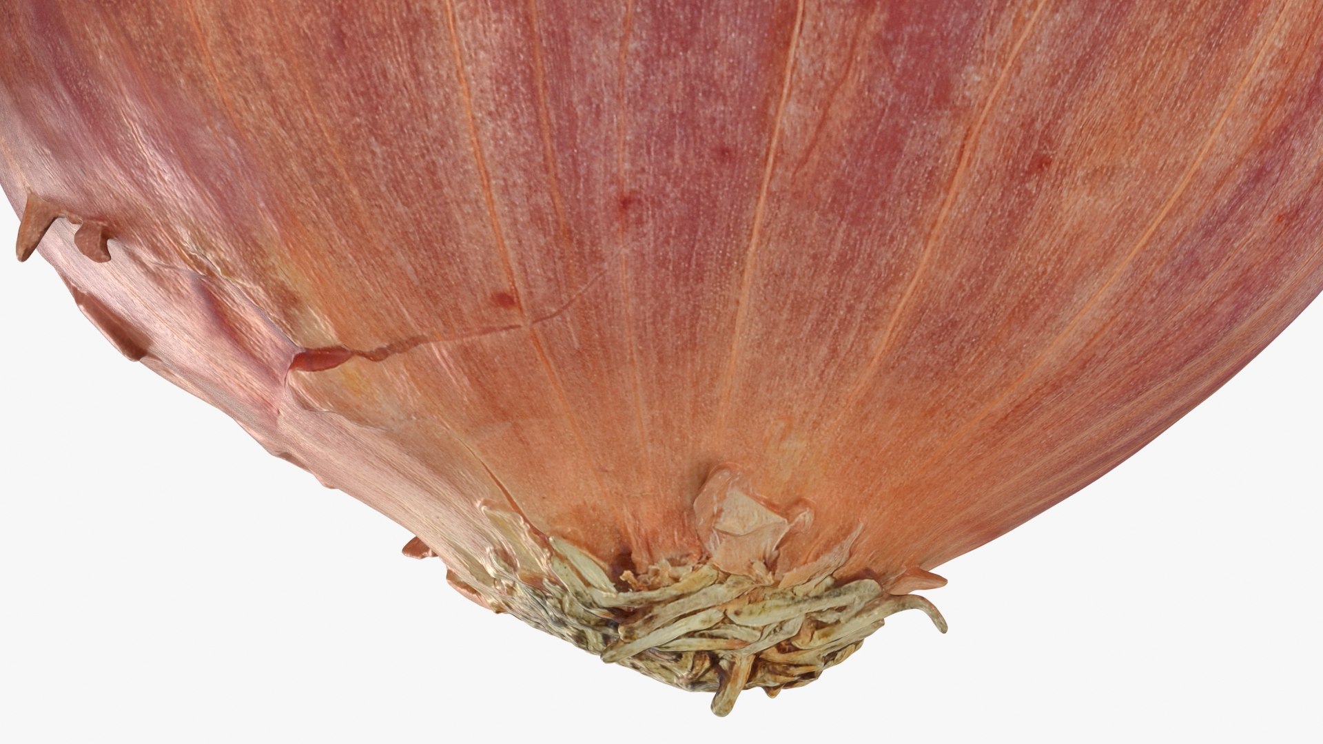 Shallot 01 3D Model - TurboSquid 2203311