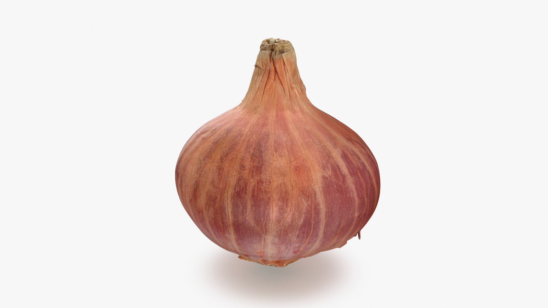 Shallot 01 3D Model - TurboSquid 2203311