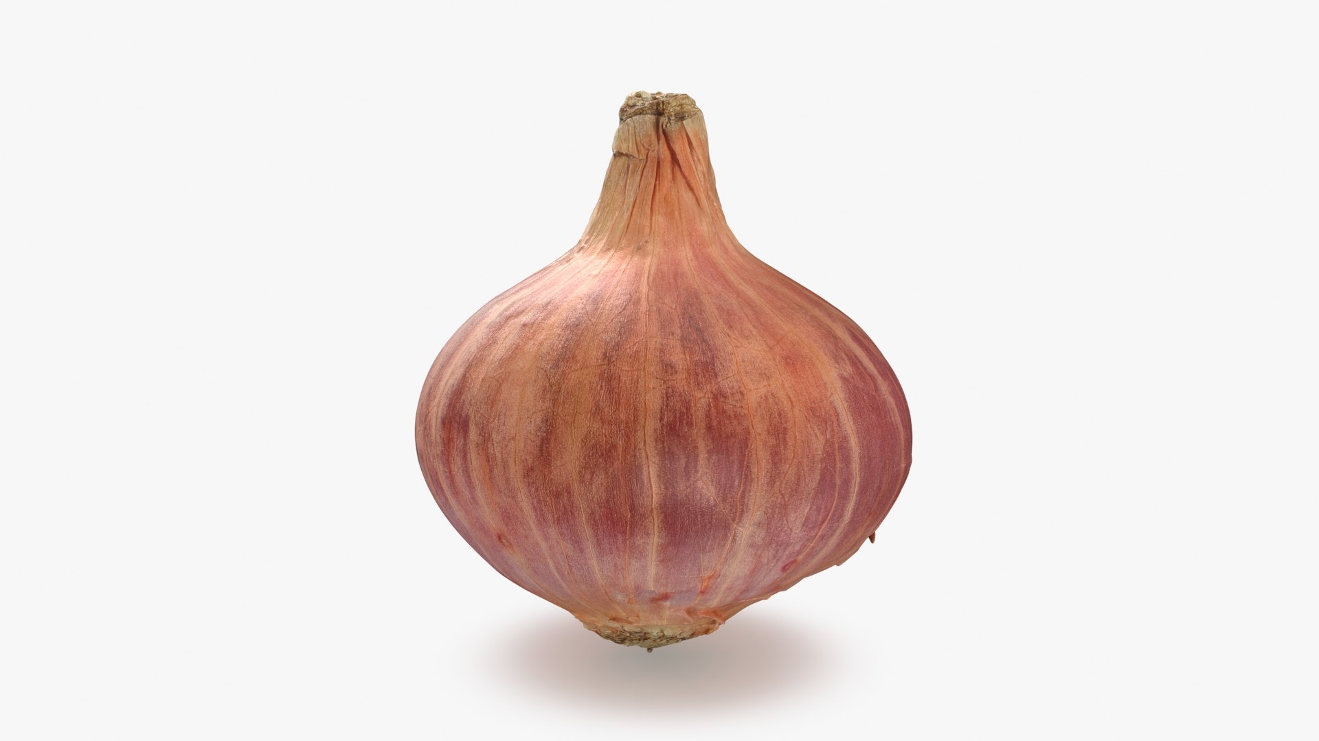 Shallot 01 3D Model - TurboSquid 2203311