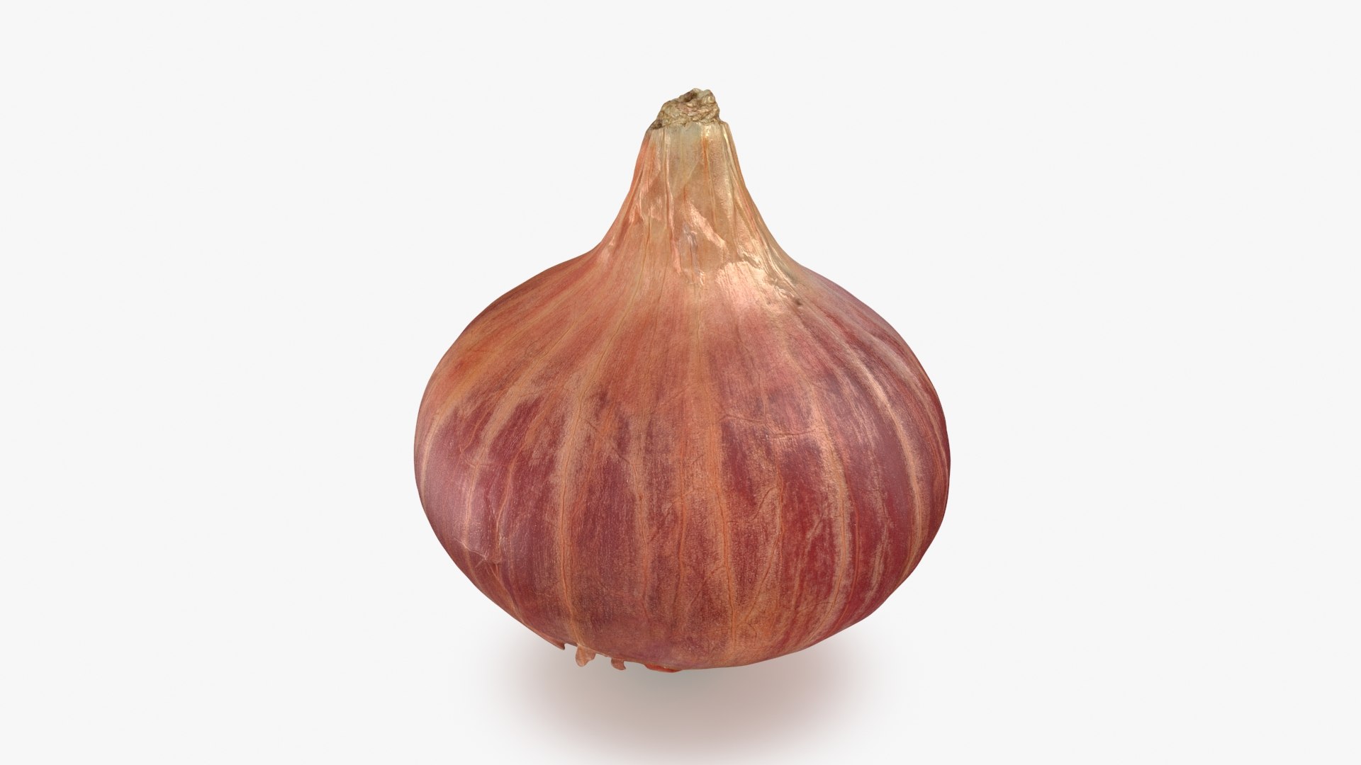 Shallot 01 3D Model - TurboSquid 2203311