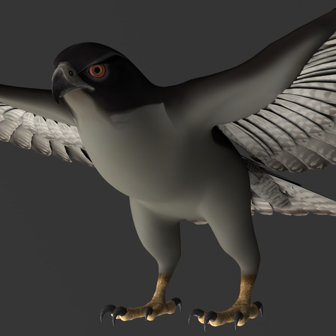 Falcon Bird Animals 3D Model - TurboSquid 1520814