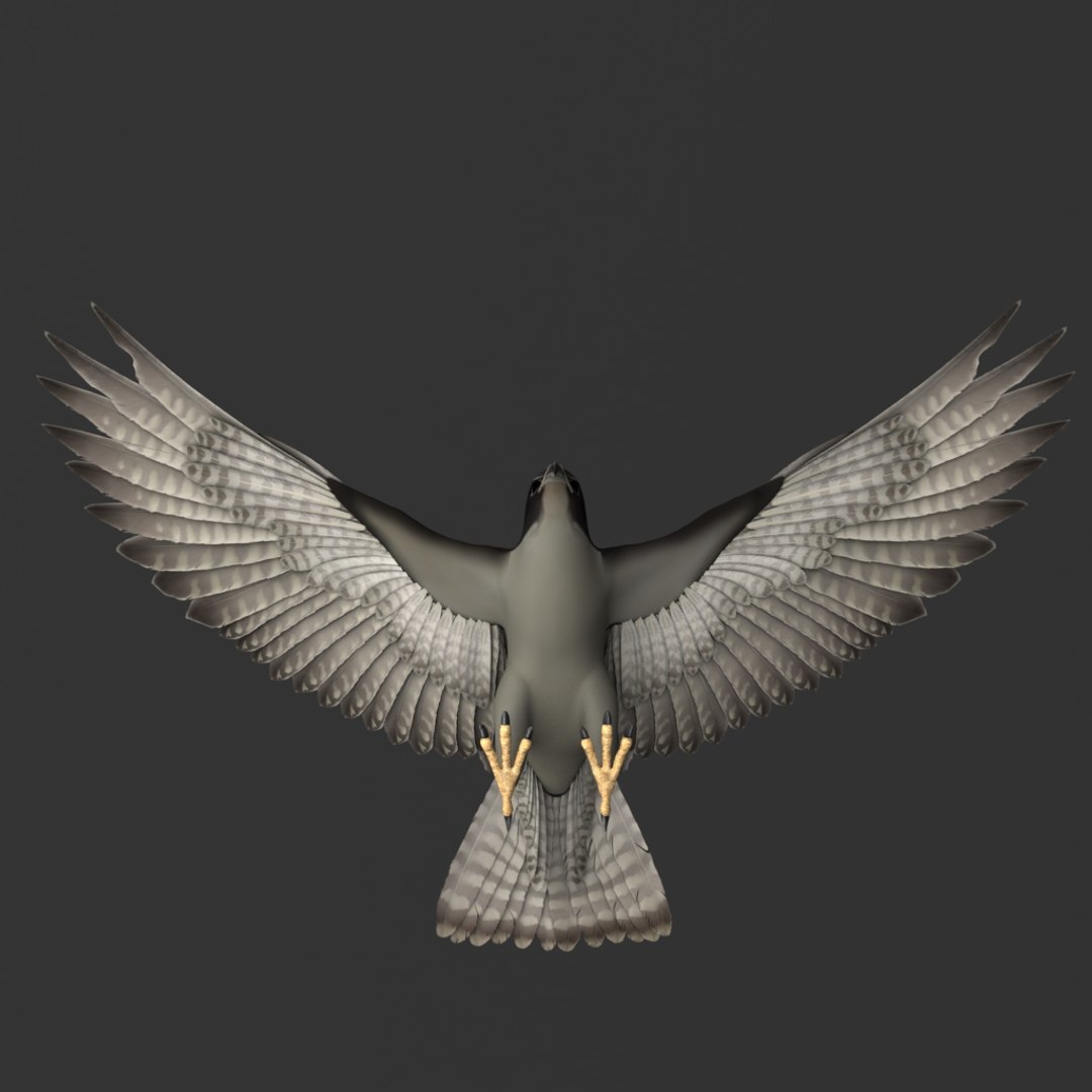 Falcon Bird Animals 3D Model - TurboSquid 1520814