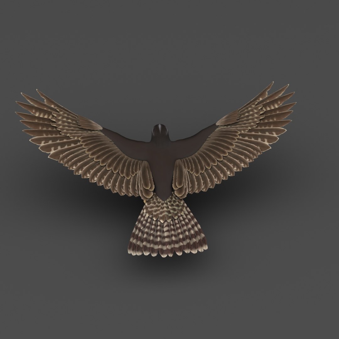 Falcon Bird Animals 3D Model - TurboSquid 1520814