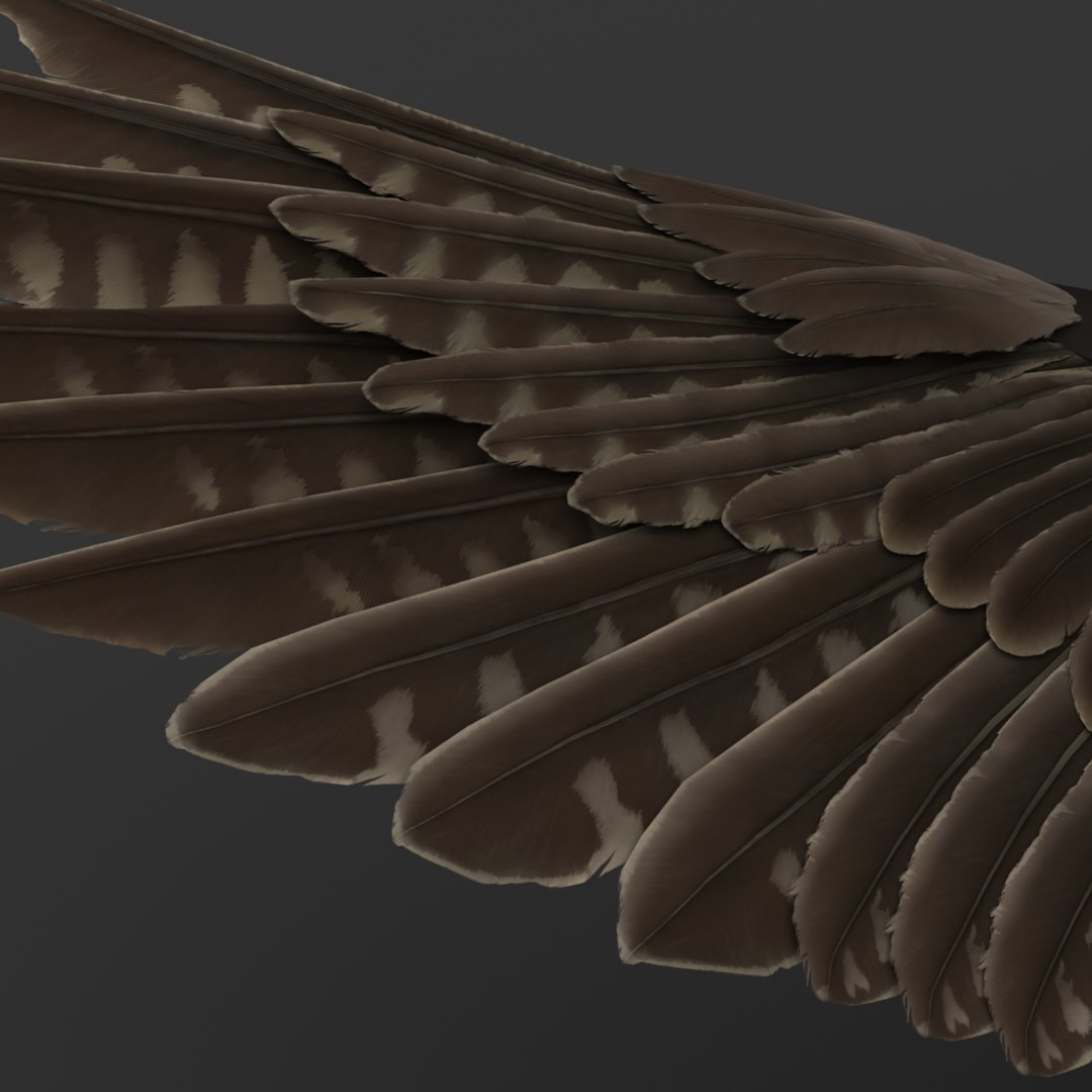 Falcon Bird Animals 3D Model - TurboSquid 1520814