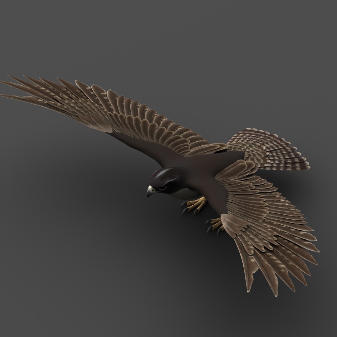 Falcon Bird Animals 3D Model - TurboSquid 1520814
