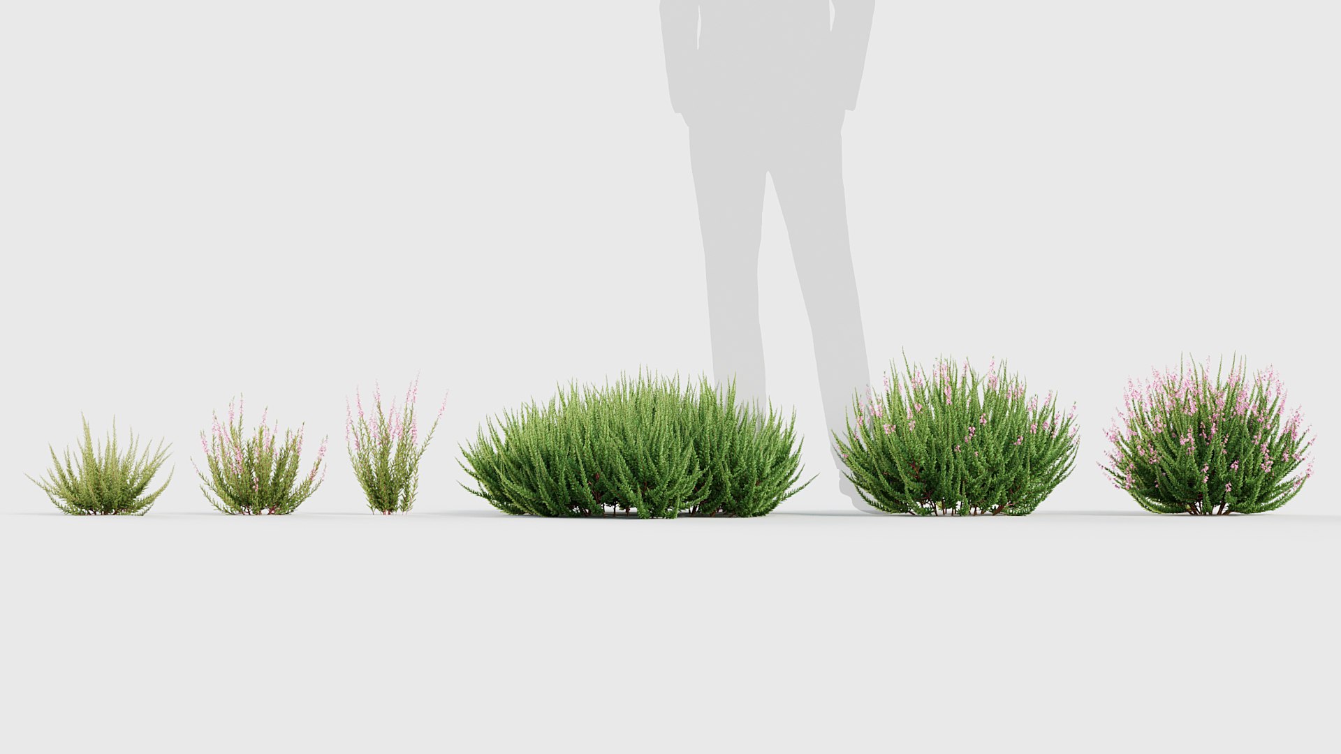 Calluna Vulgaris Scotch Heather 3D Model - TurboSquid 2109684