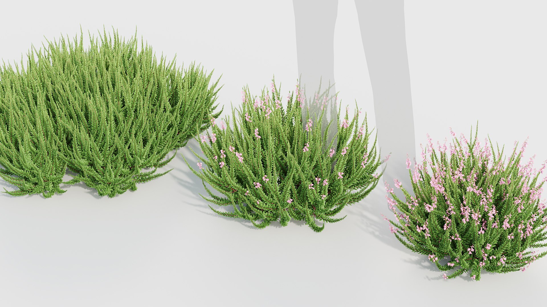 Calluna Vulgaris Scotch Heather 3D Model - TurboSquid 2109684