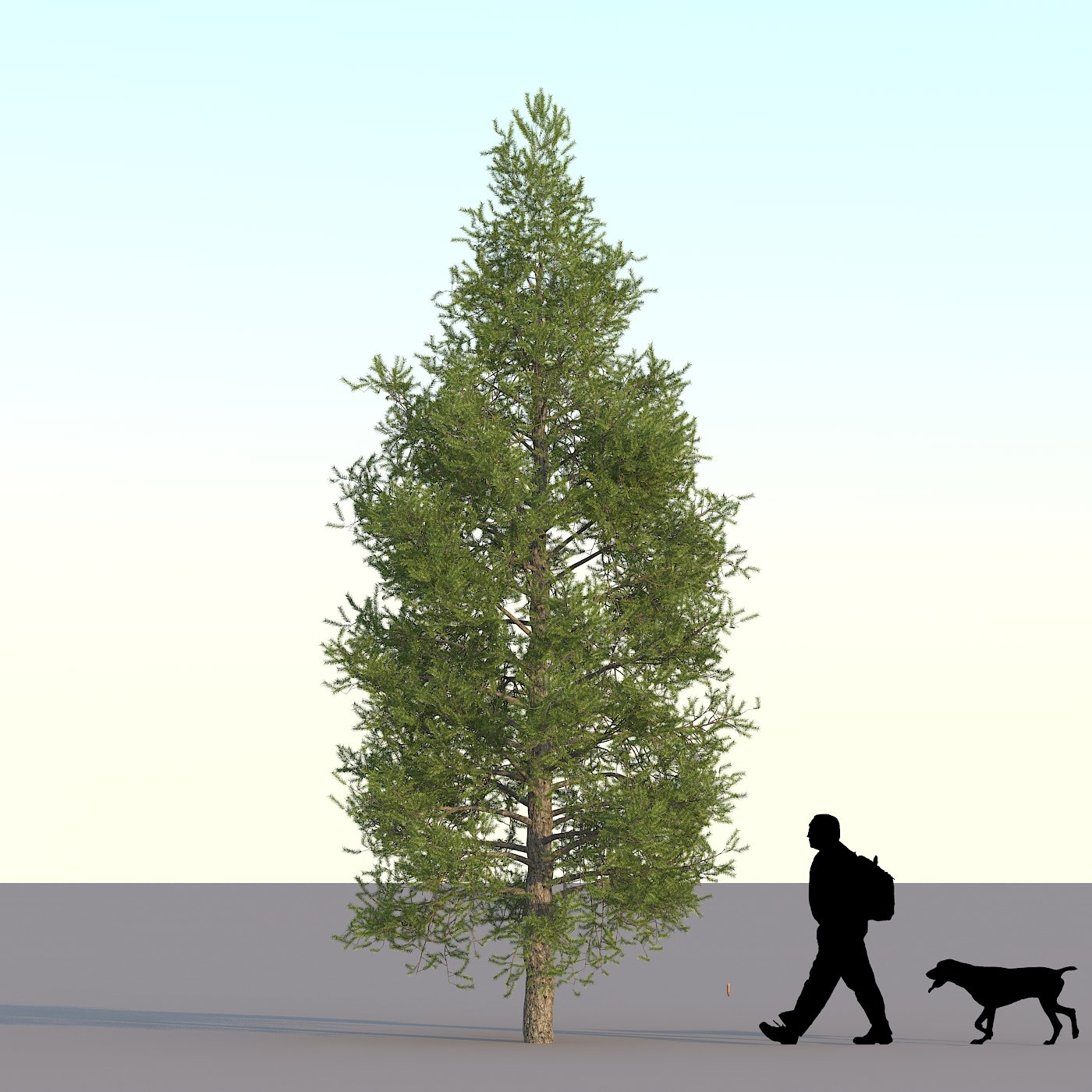 3d model spruce tree
