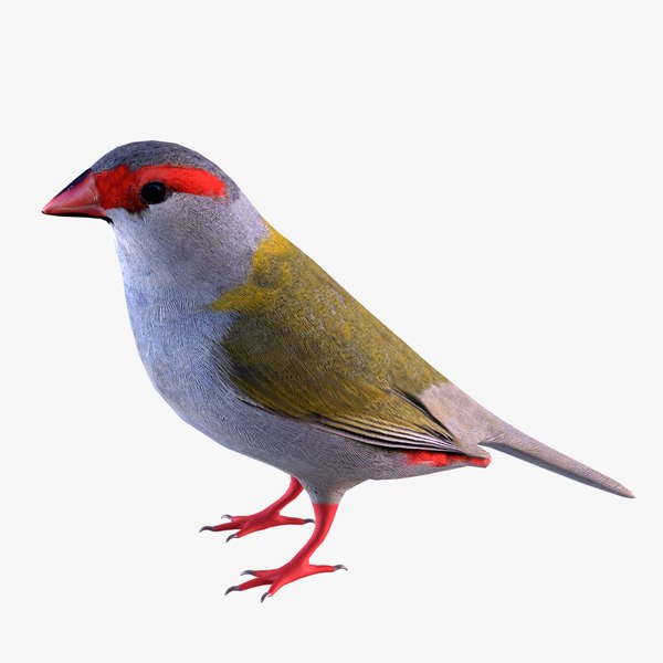 Finch 3D Models for Download | TurboSquid