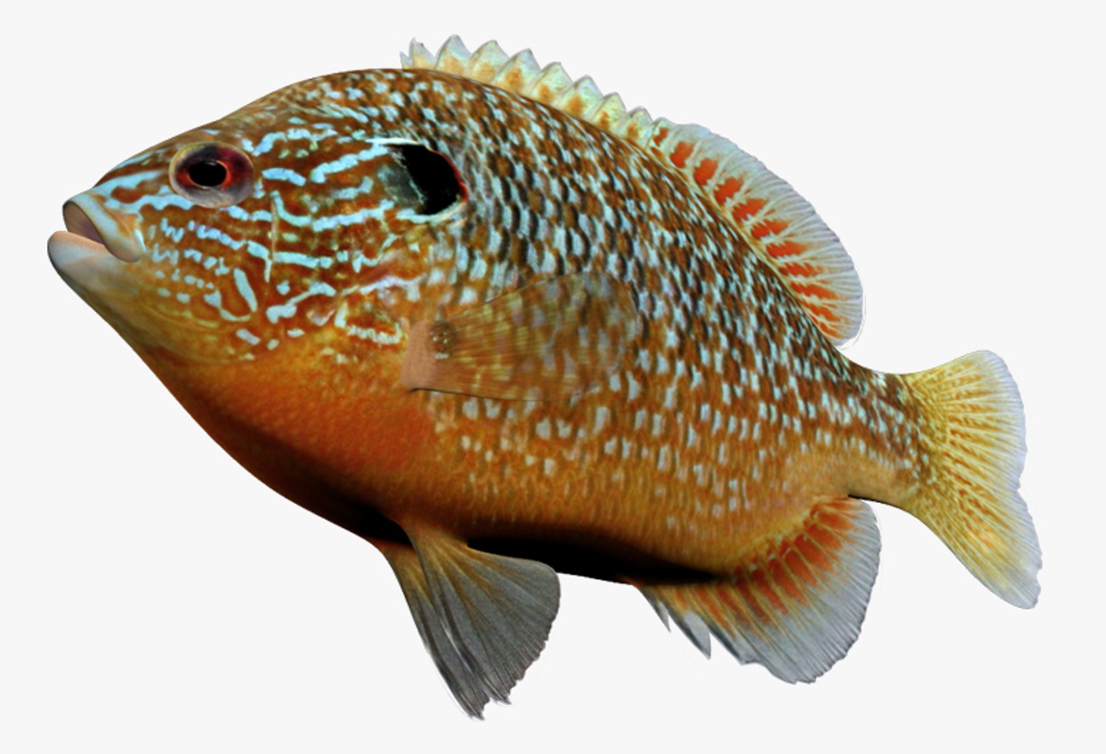 3d lepomis megalotis longear sunfish model
