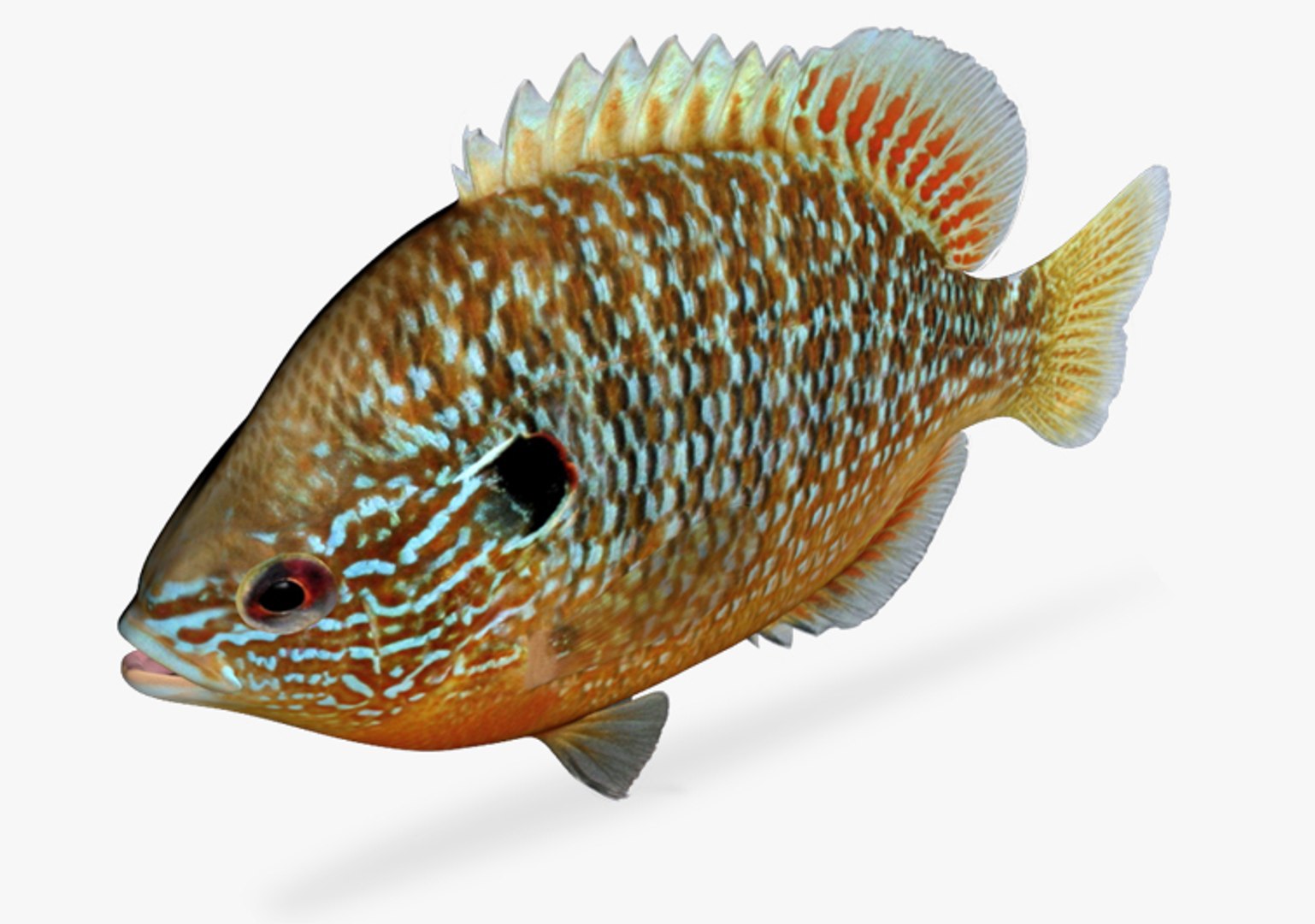 3d lepomis megalotis longear sunfish model