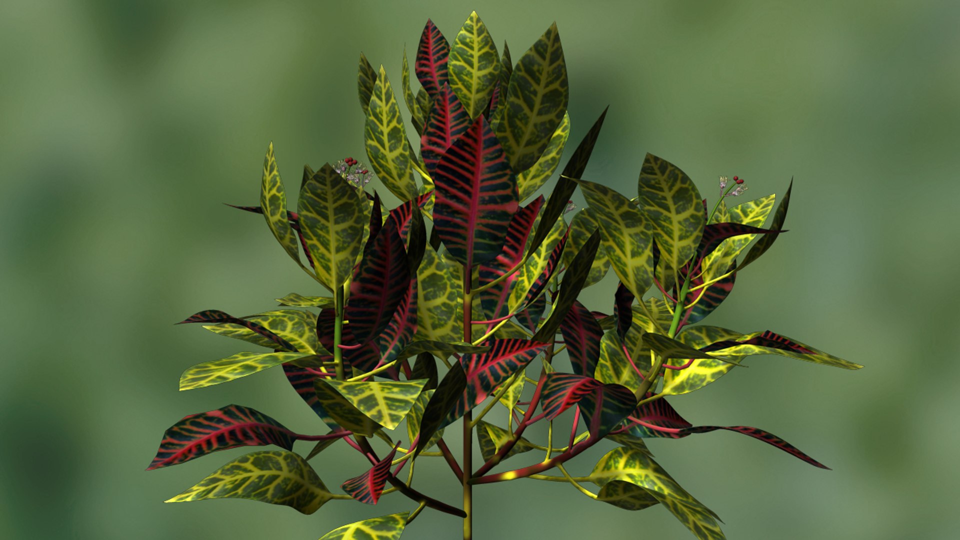 3d croton model