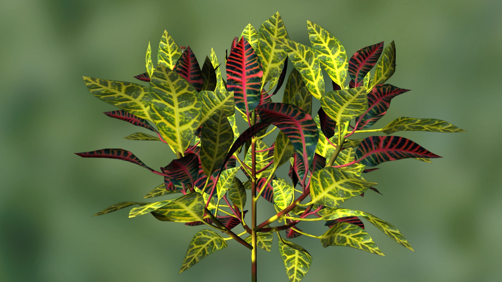3d croton model