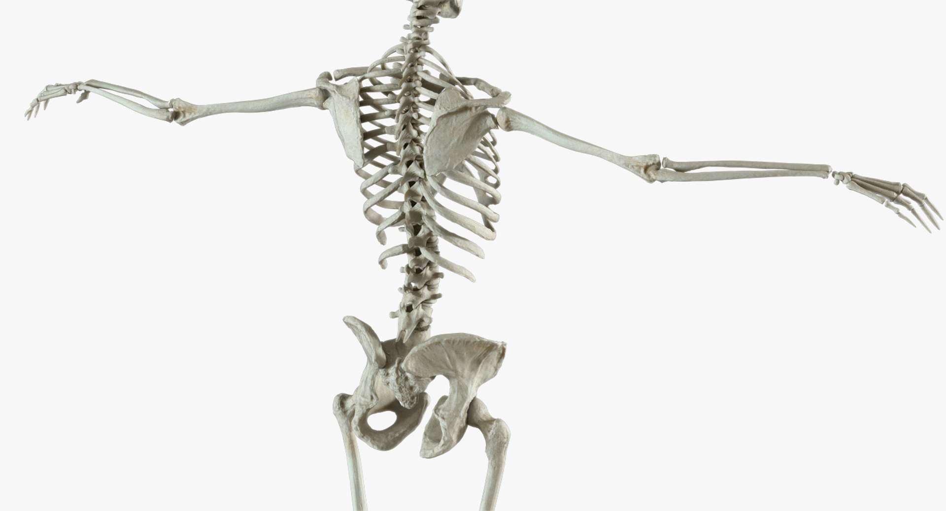 Rig Spine Model - TurboSquid 1300441