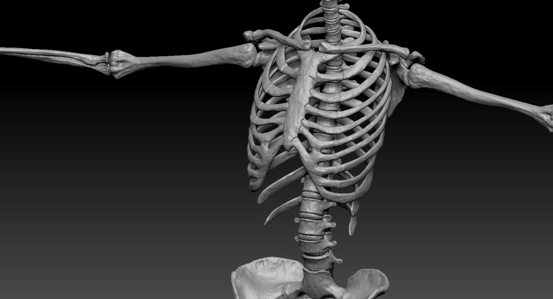 Rig spine model - TurboSquid 1300441