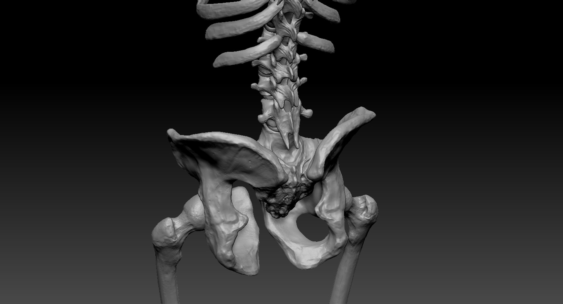 Rig spine model - TurboSquid 1300441