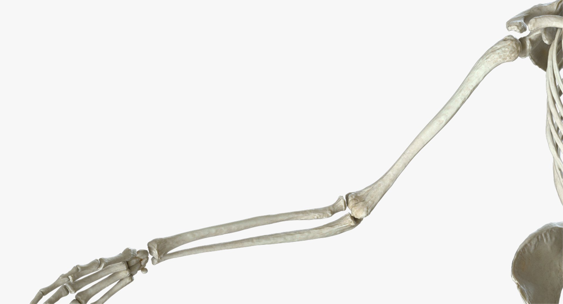 Rig Spine Model - TurboSquid 1300441