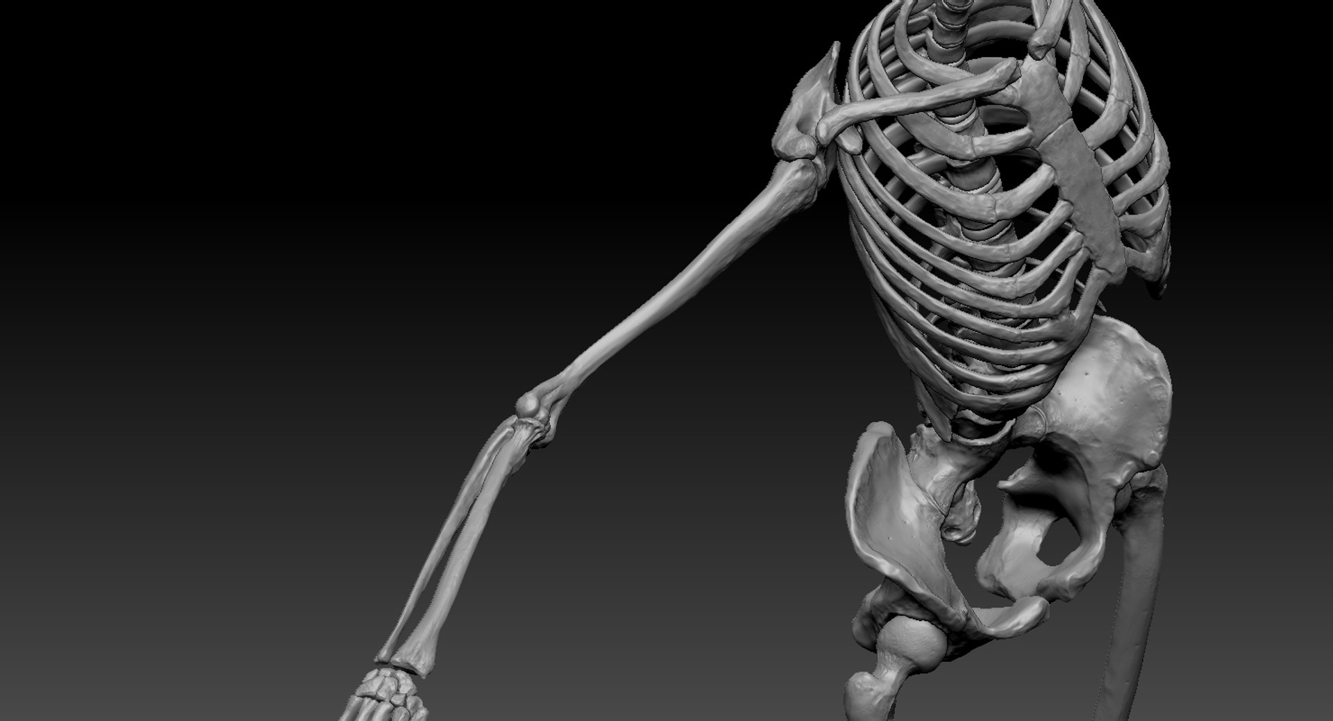 Rig spine model - TurboSquid 1300441