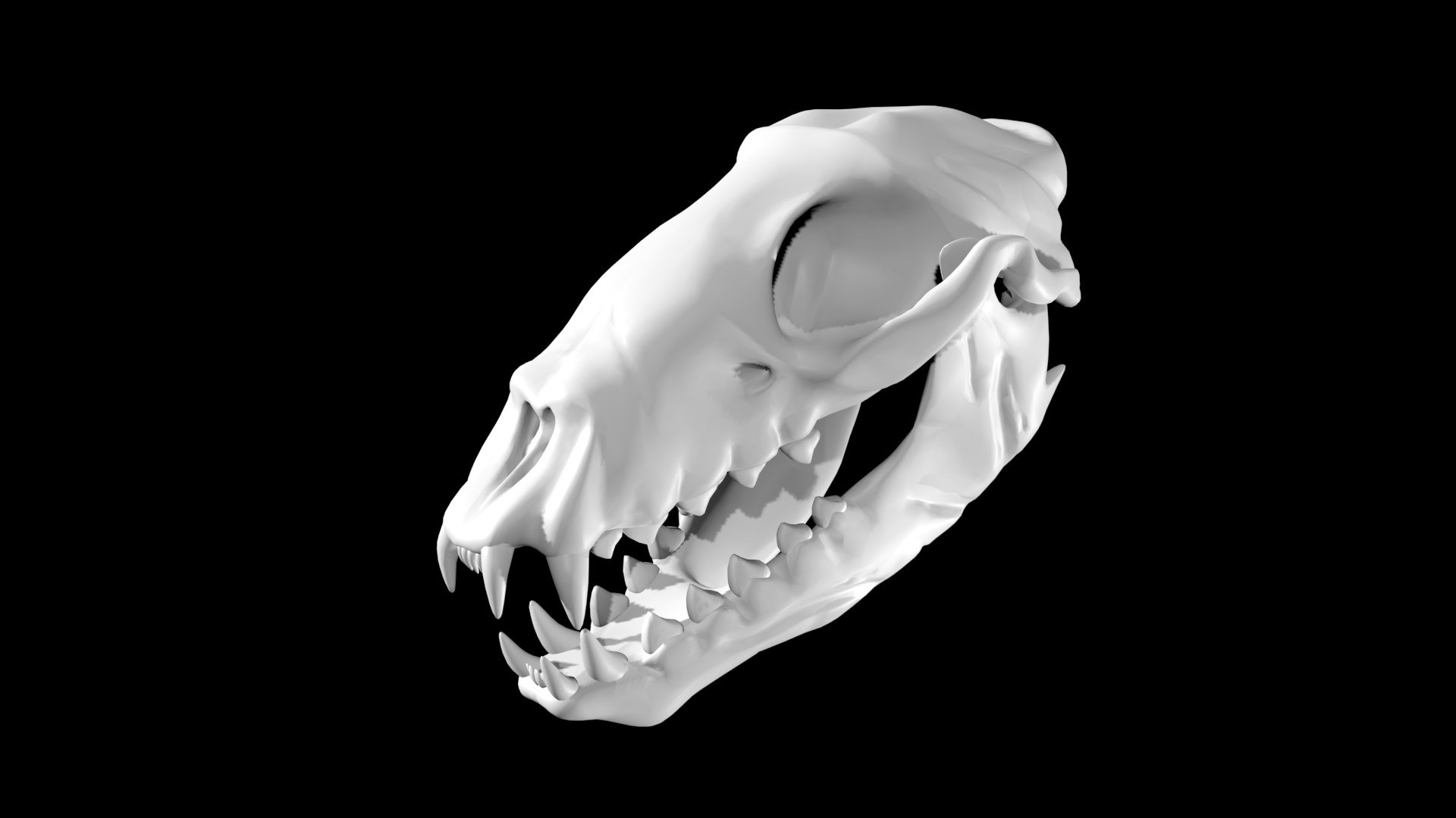 3D Seal Skull Model - TurboSquid 1886446