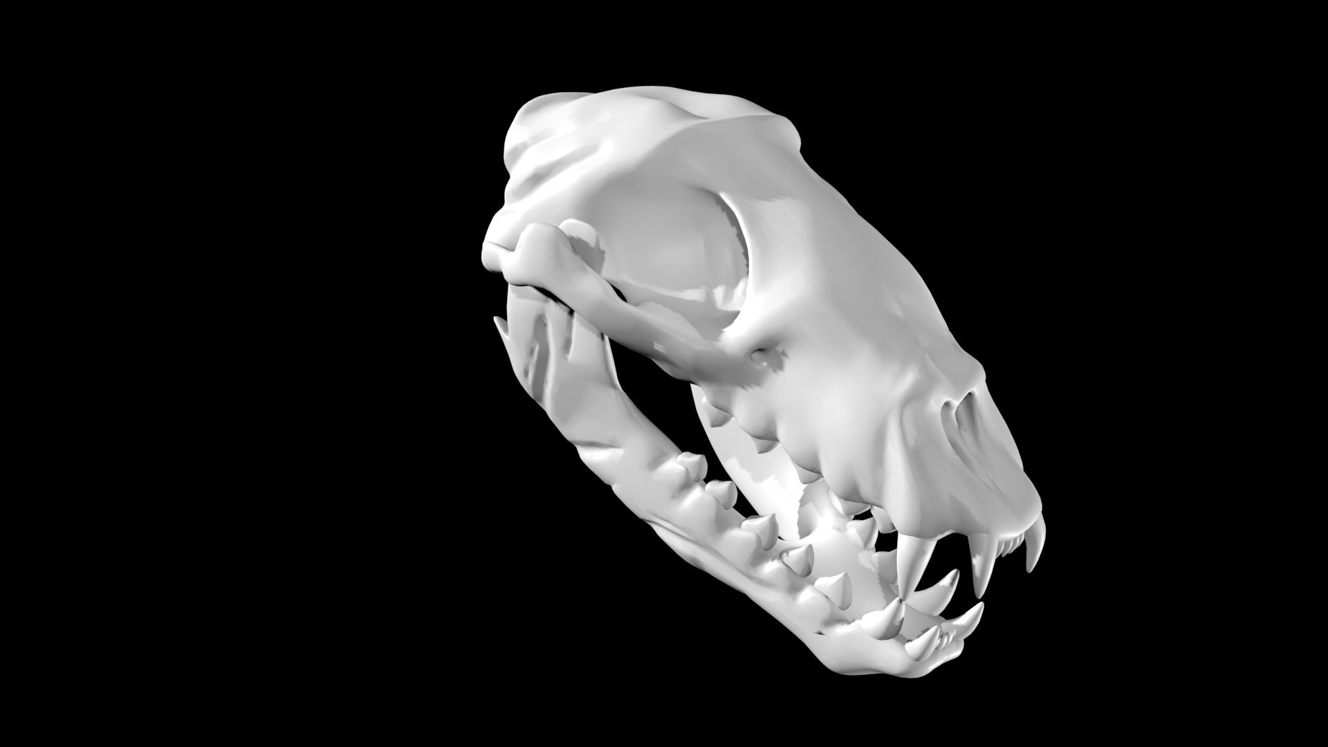 3D Seal Skull Model - TurboSquid 1886446