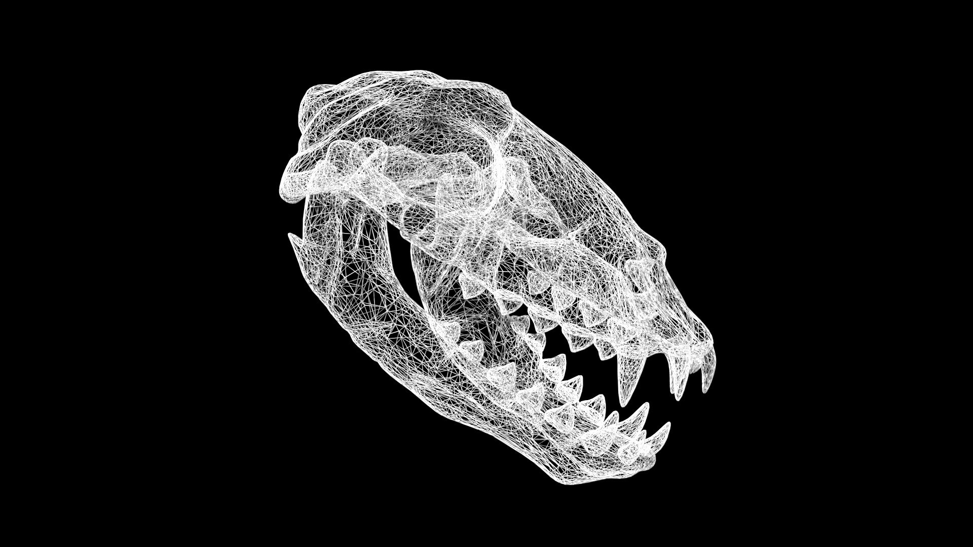 3D Seal Skull Model - TurboSquid 1886446