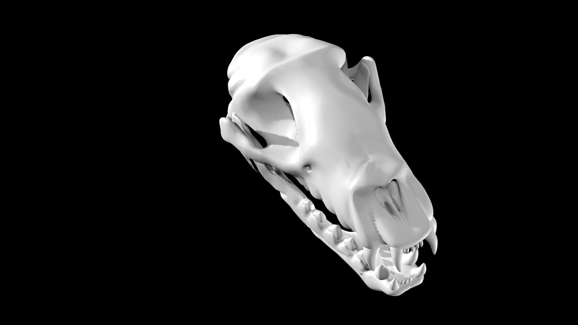 3D Seal Skull Model - TurboSquid 1886446