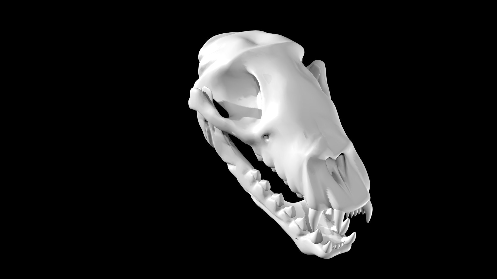 3D Seal Skull Model - TurboSquid 1886446