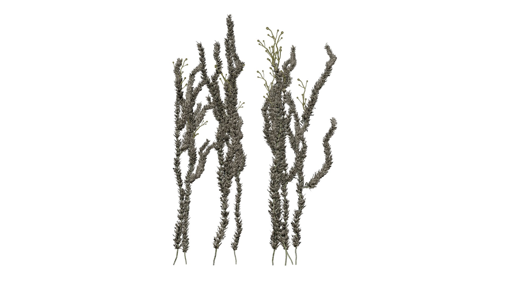 3D Sagebrush Plant - 05 - Model - TurboSquid 2372877