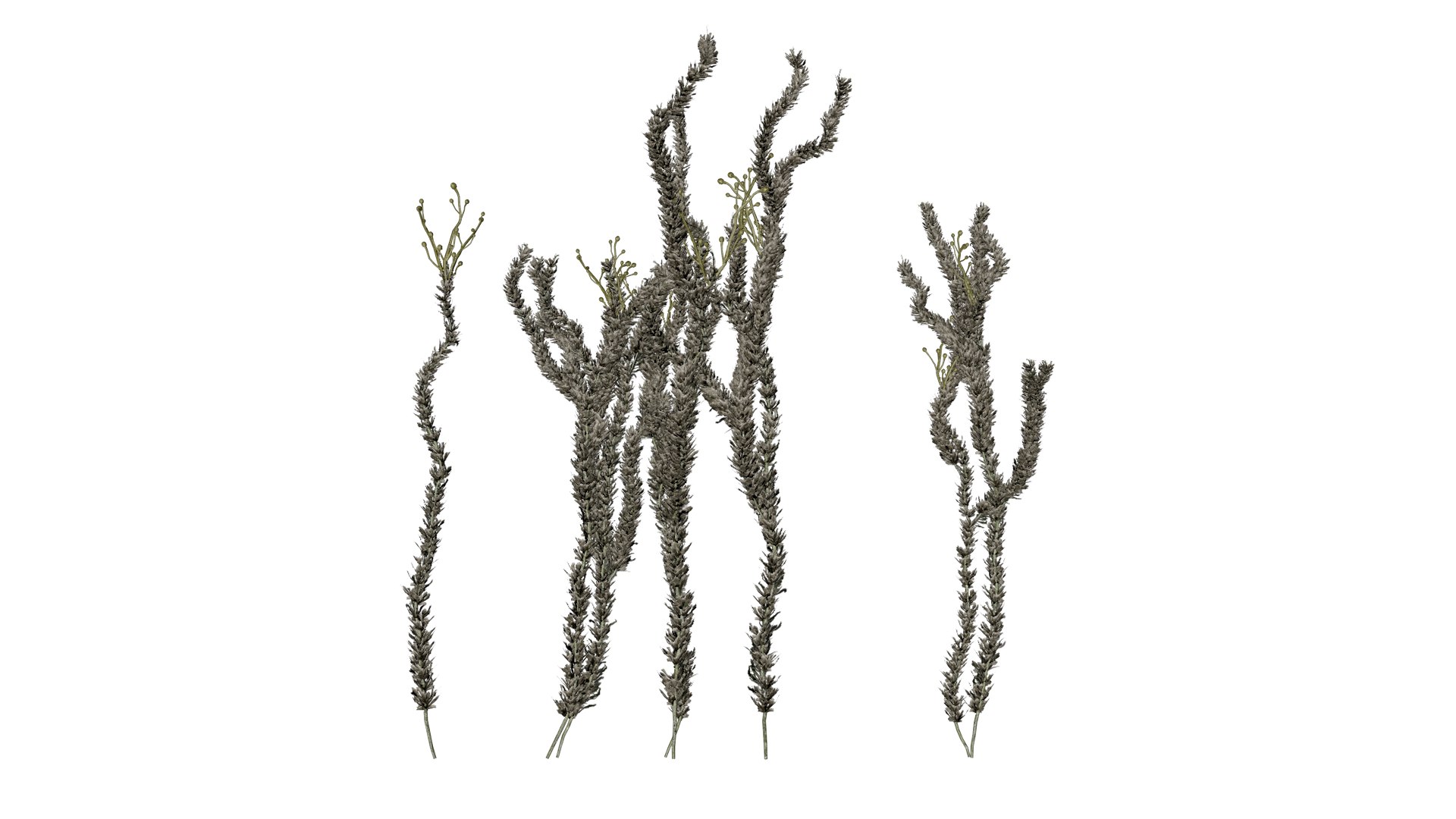 3D Sagebrush Plant - 05 - Model - TurboSquid 2372877