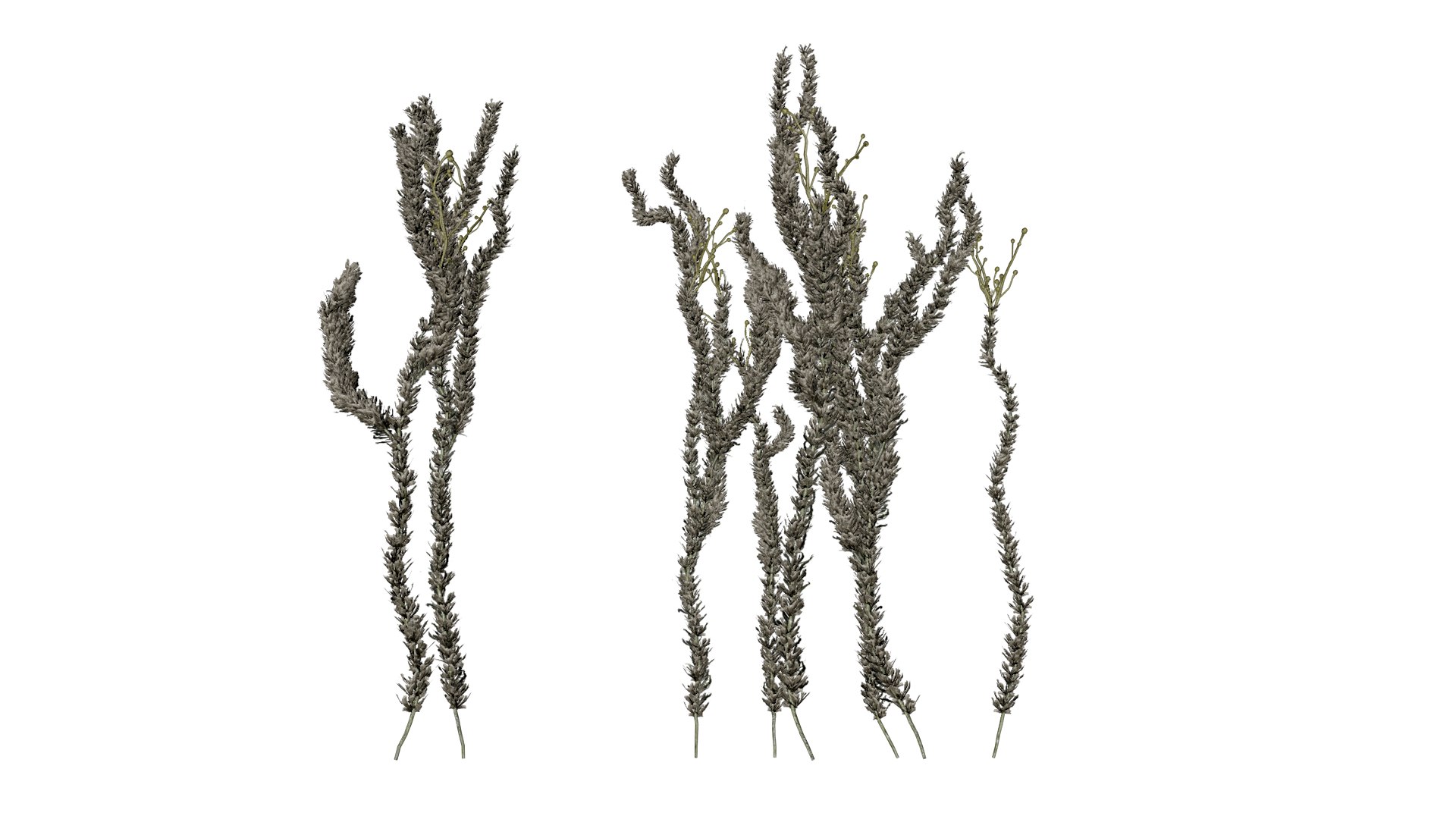 3D Sagebrush Plant - 05 - Model - TurboSquid 2372877