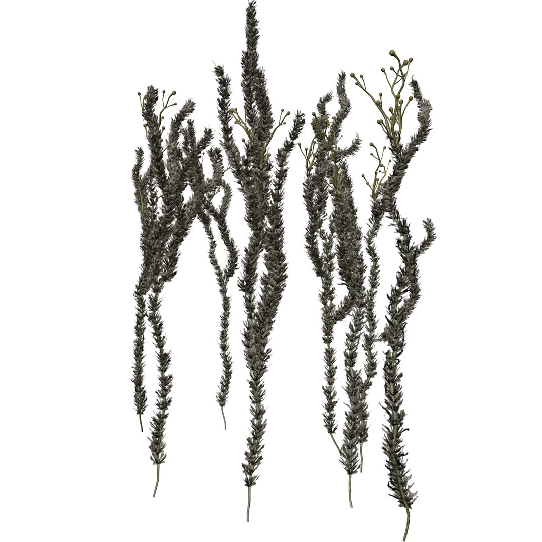3D Sagebrush Plant - 05 - Model - TurboSquid 2372877