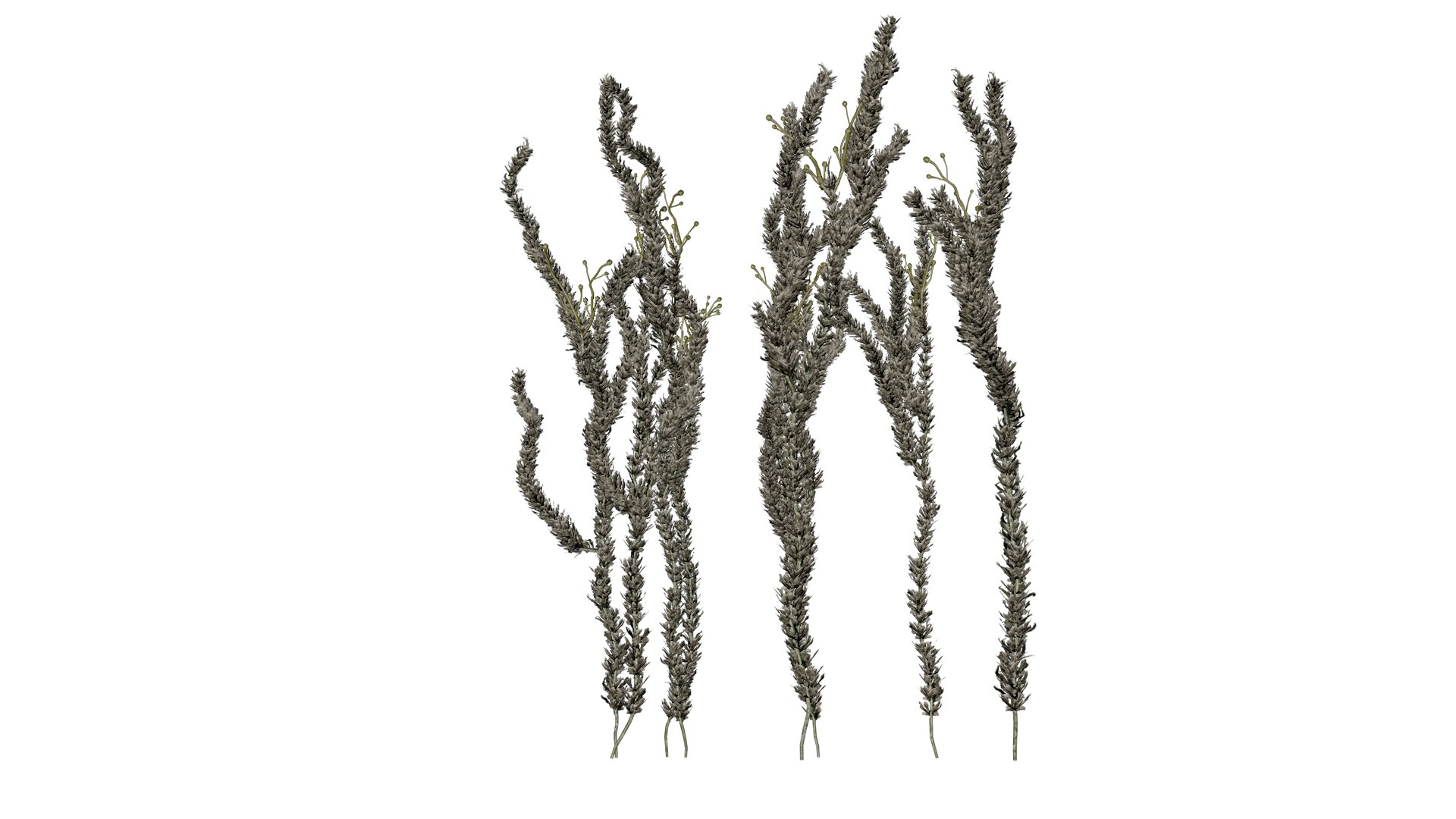 3D Sagebrush Plant - 05 - Model - TurboSquid 2372877