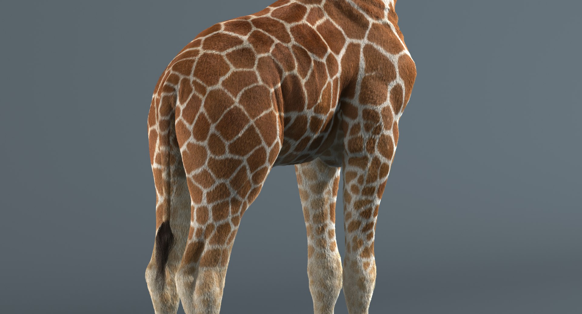 Realistic giraffe fur model - TurboSquid 1384598