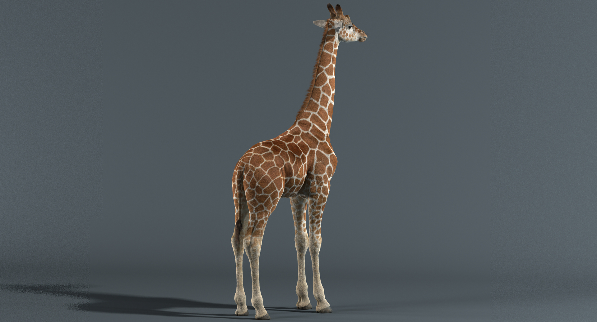 Realistic giraffe fur model - TurboSquid 1384598