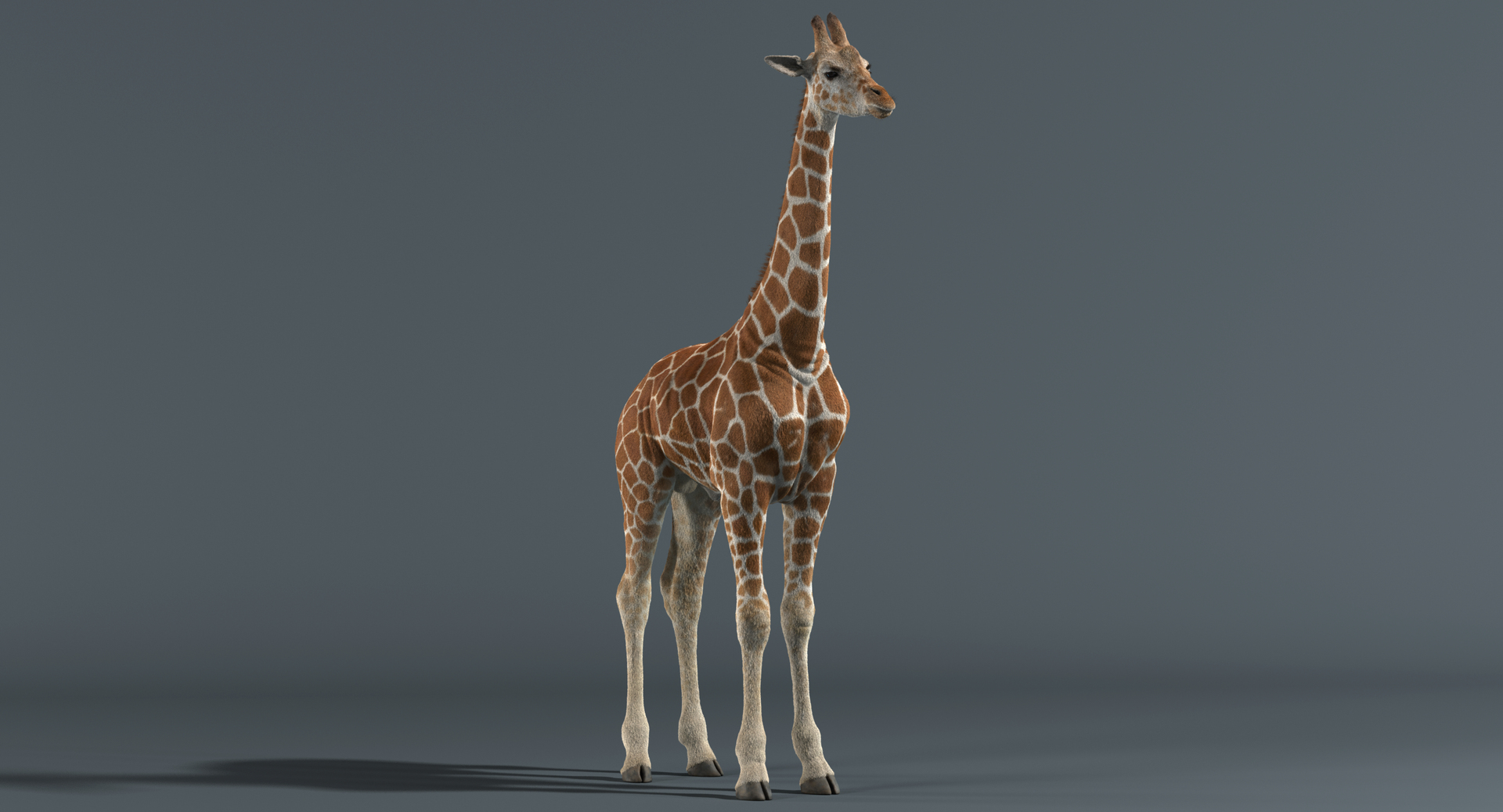 Realistic giraffe fur model - TurboSquid 1384598