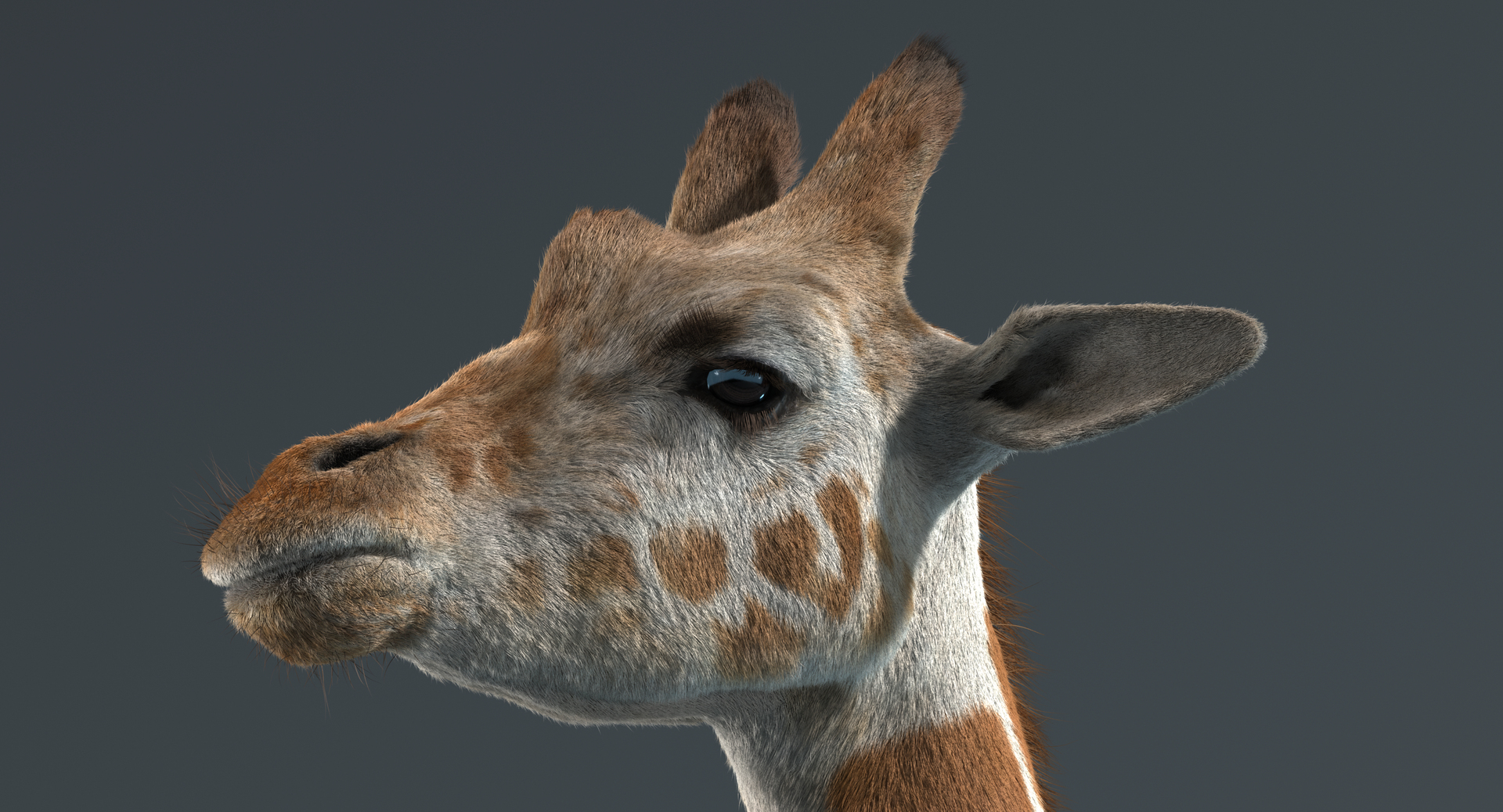 Realistic giraffe fur model - TurboSquid 1384598