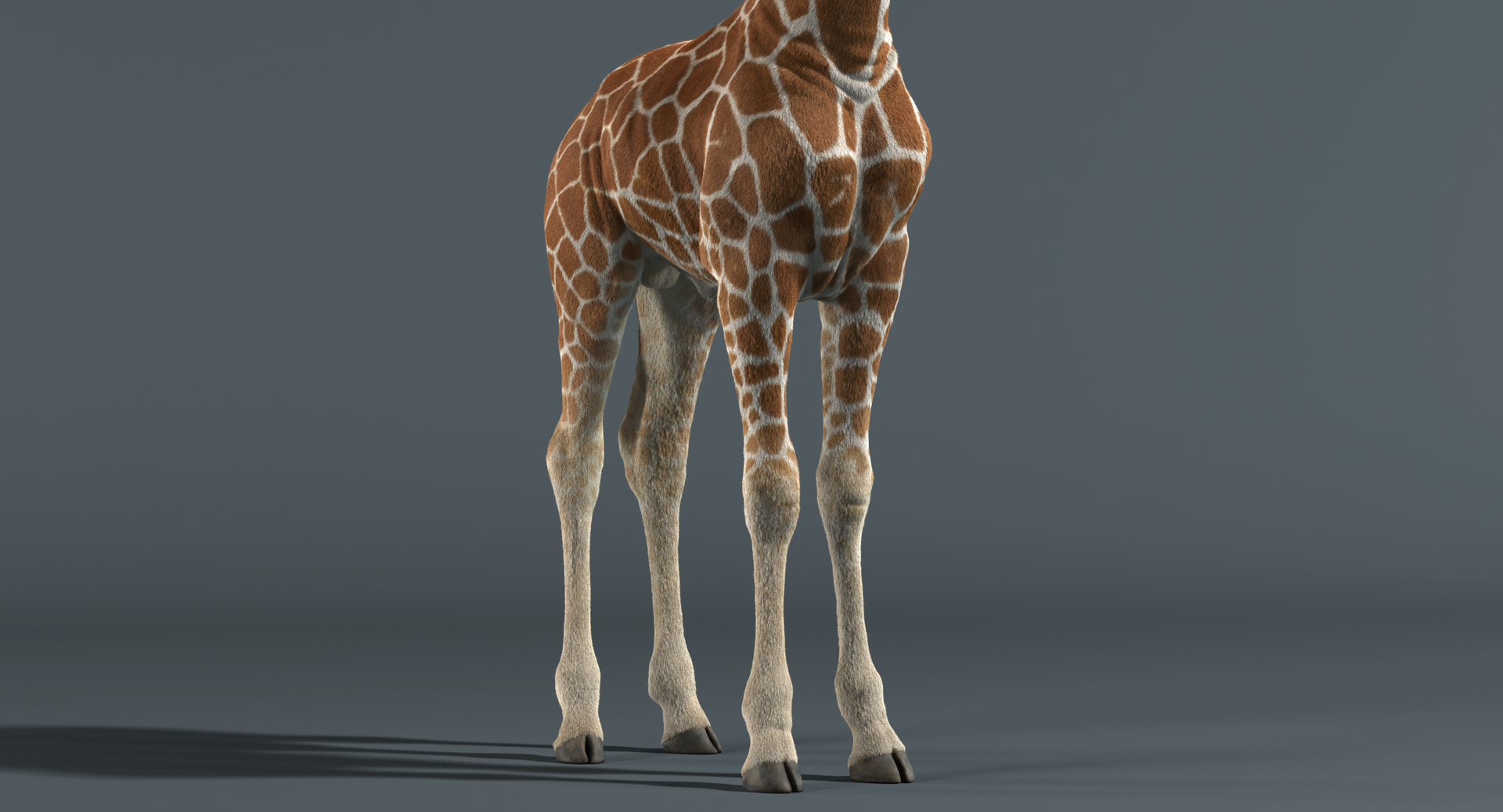 Realistic giraffe fur model - TurboSquid 1384598