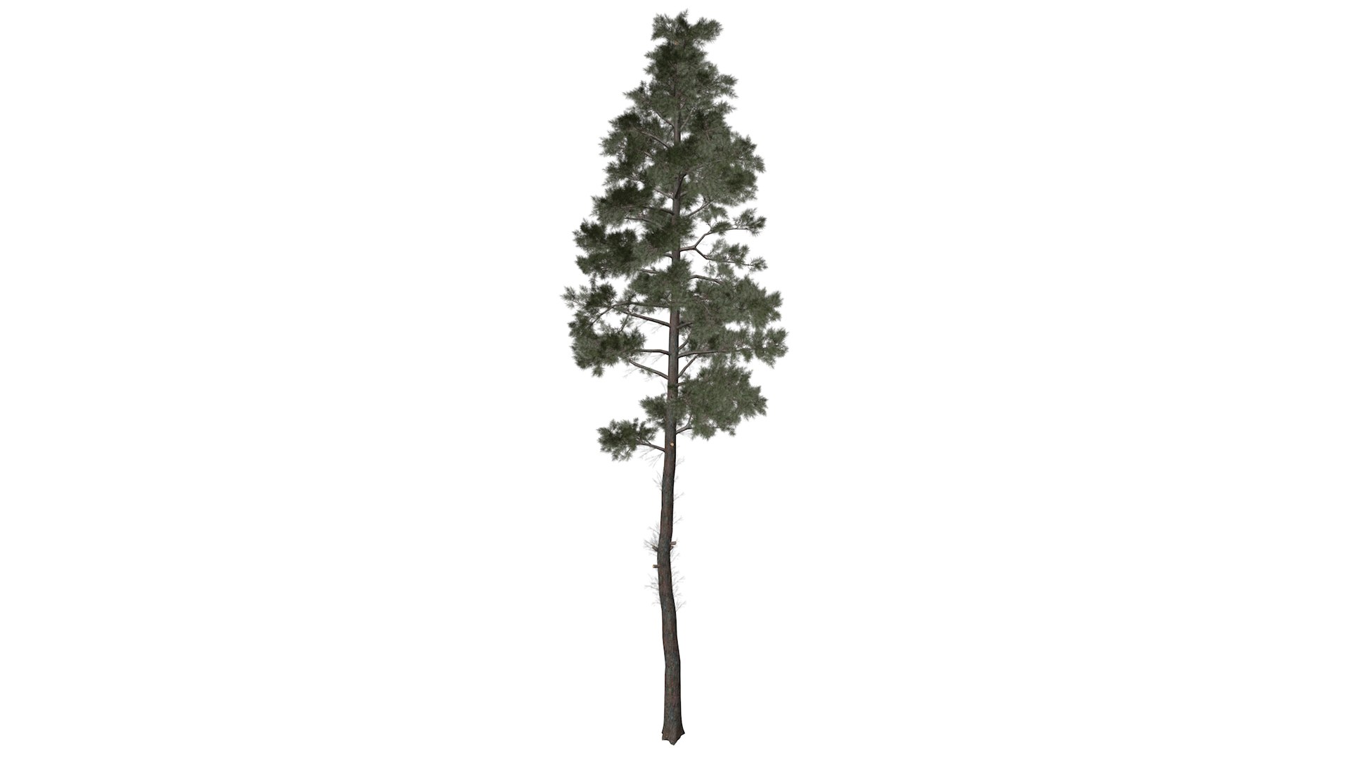 Scots Pine Tree - 10 - 3D Model - TurboSquid 2374131