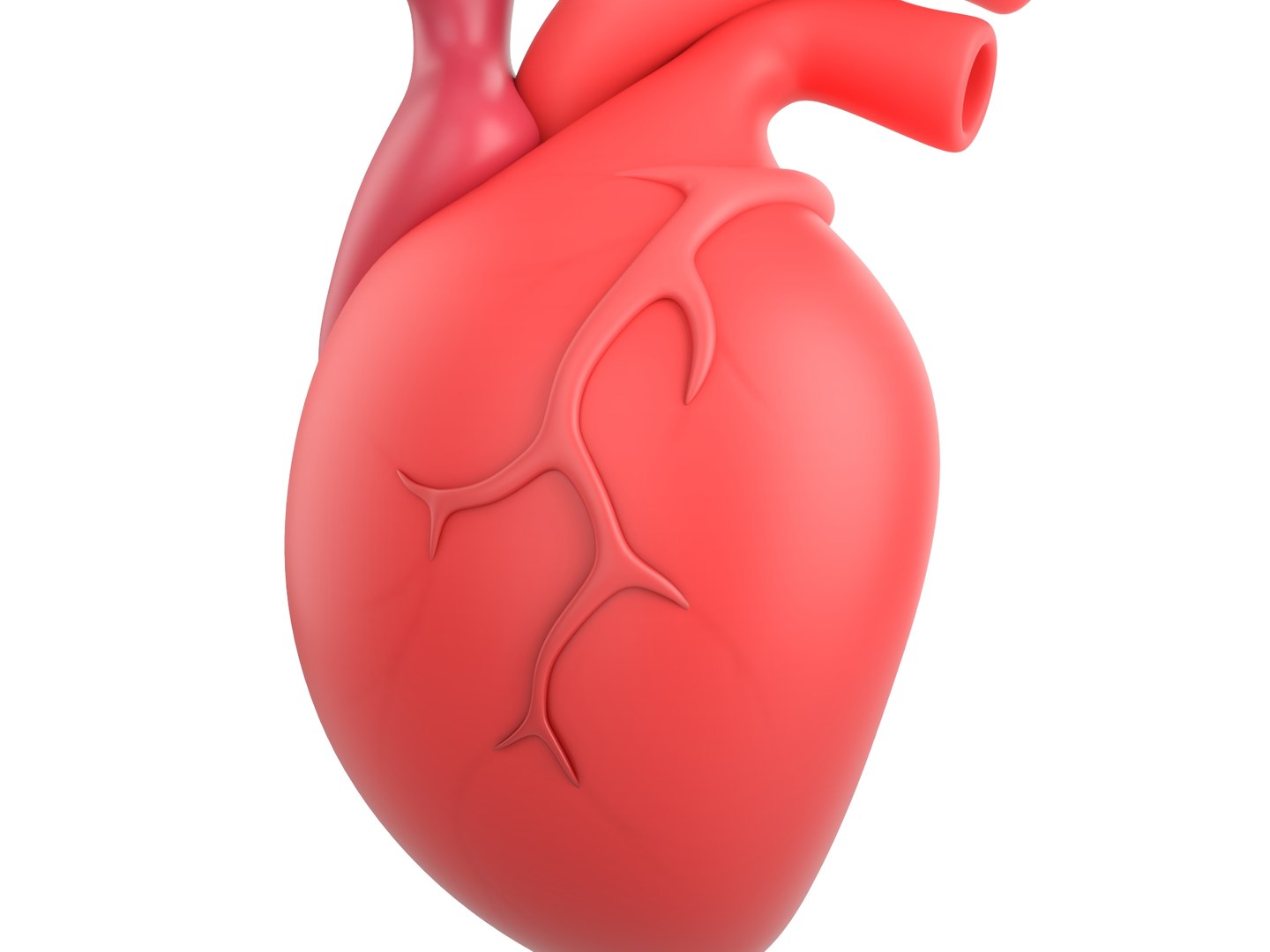 Cartoon Human Heart 3D Model - TurboSquid 2191644