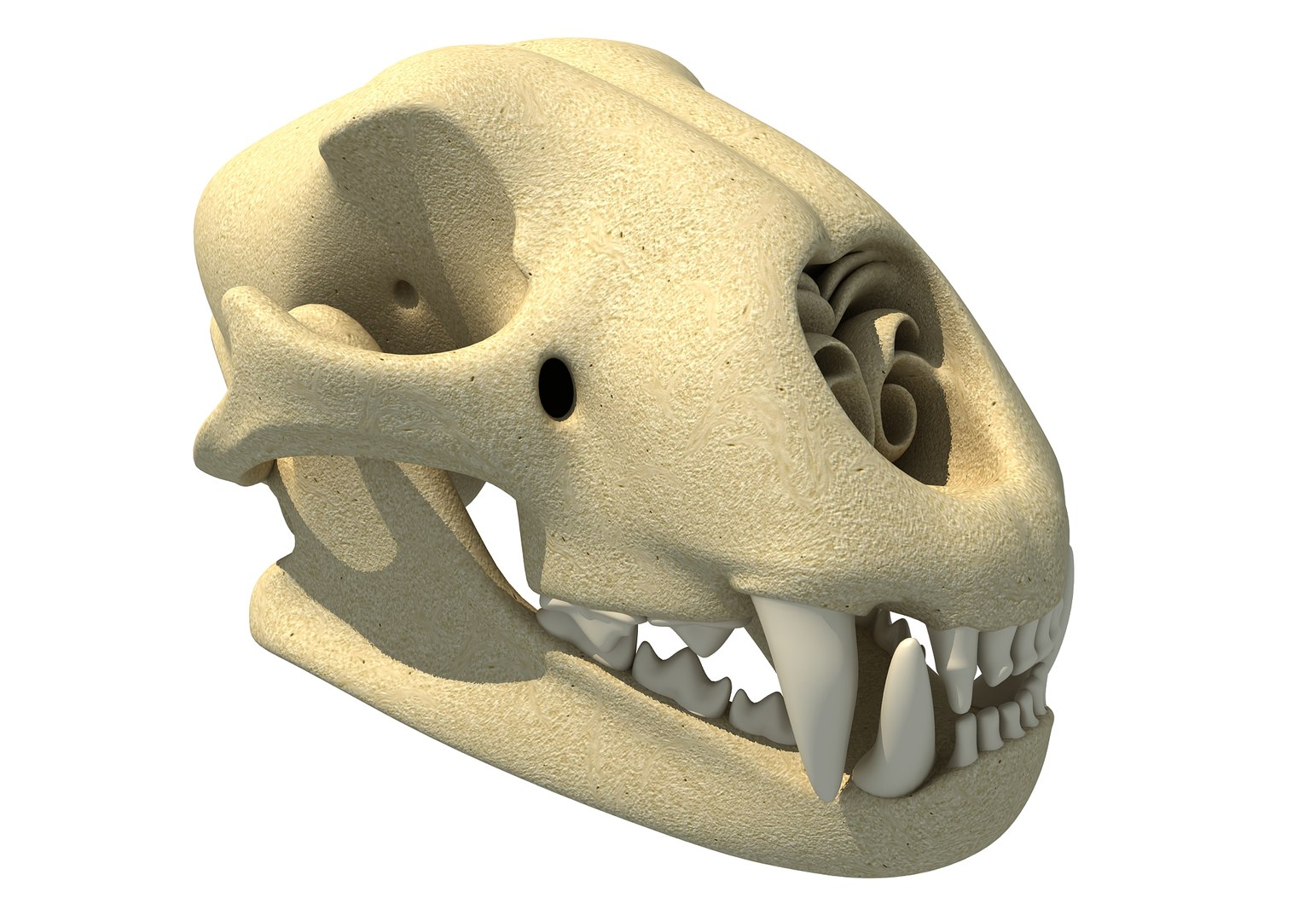 3D Cheetah Skull Skeleton - TurboSquid 1306476