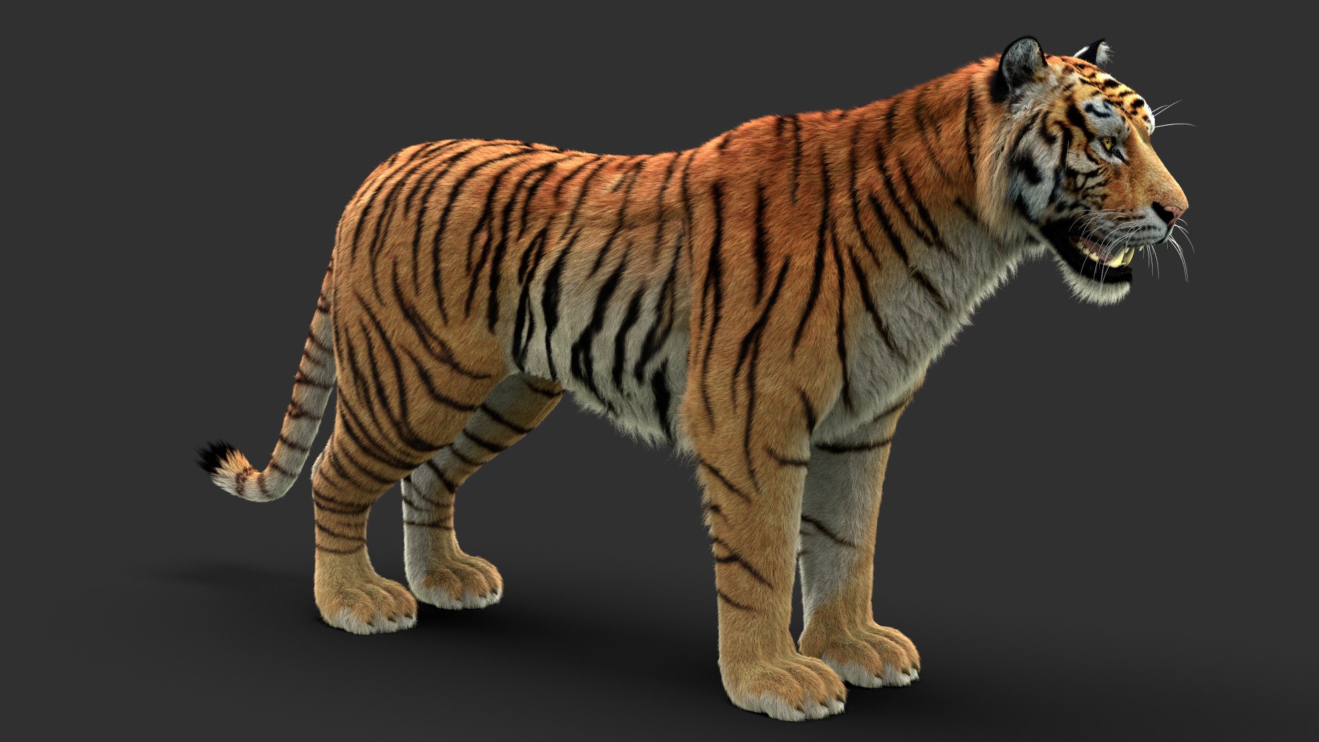 3D Tiger 3 FUR Rigged - TurboSquid 1784294