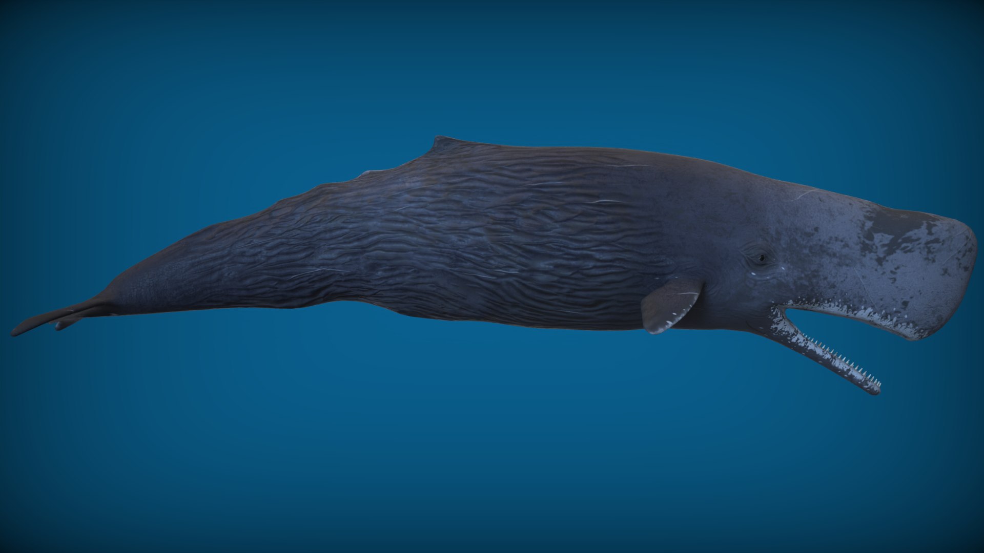 Spermwhale 3D Model - TurboSquid 2307188
